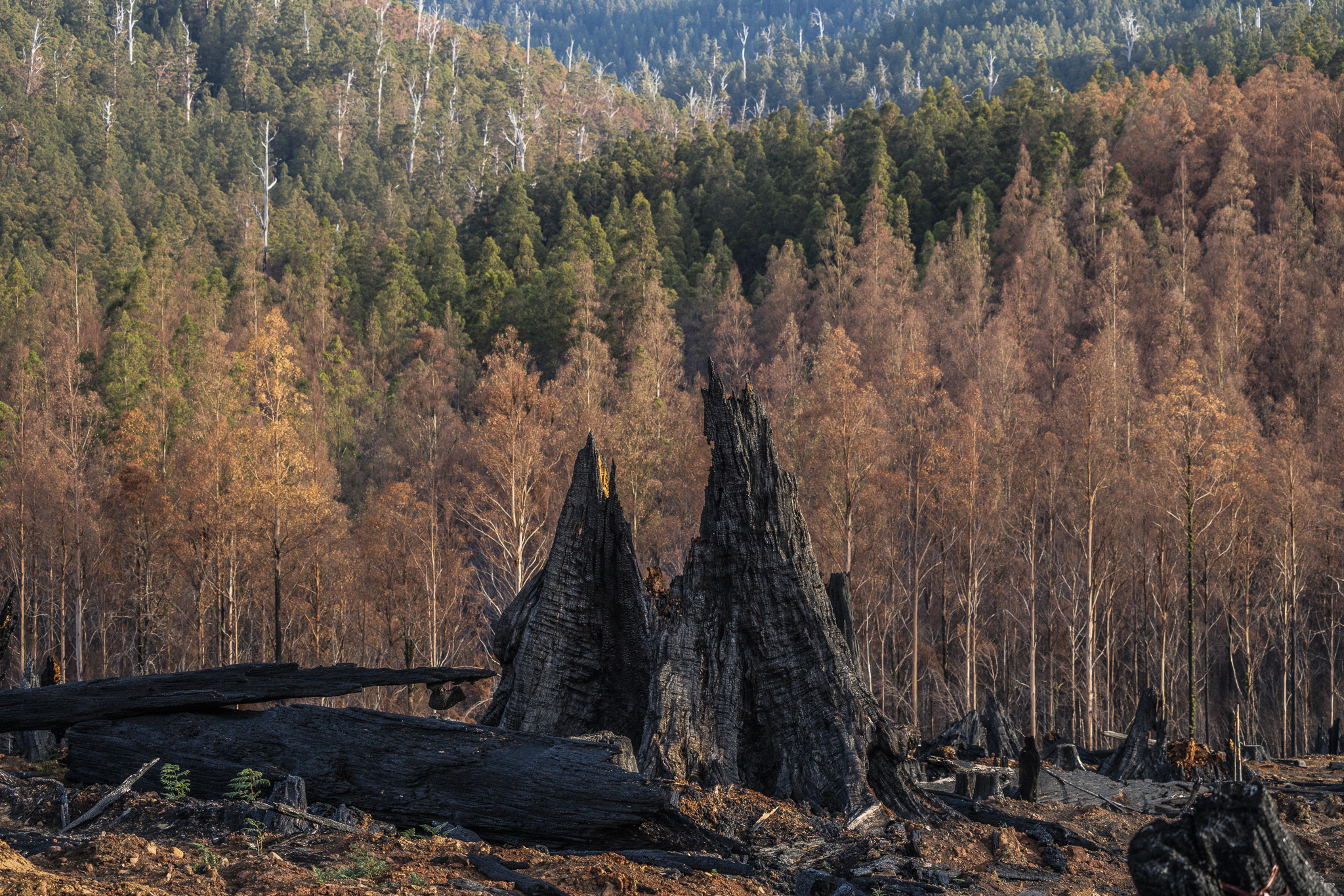 Ash – Matt Palmer Photographer